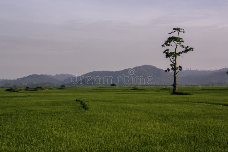 Rice Fields and Lonely Standing Tree Stock Photo - Image of morning ...