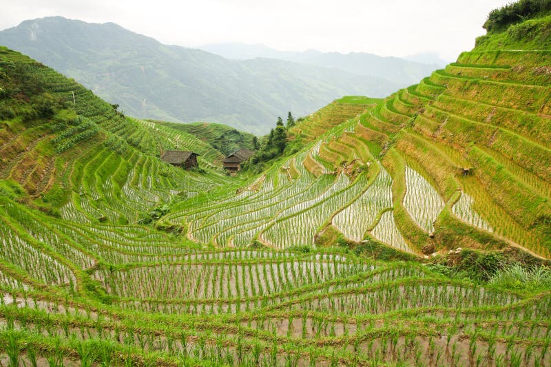 Rice Fields in Longshen China Stock Photo - Image of farming, rice ...