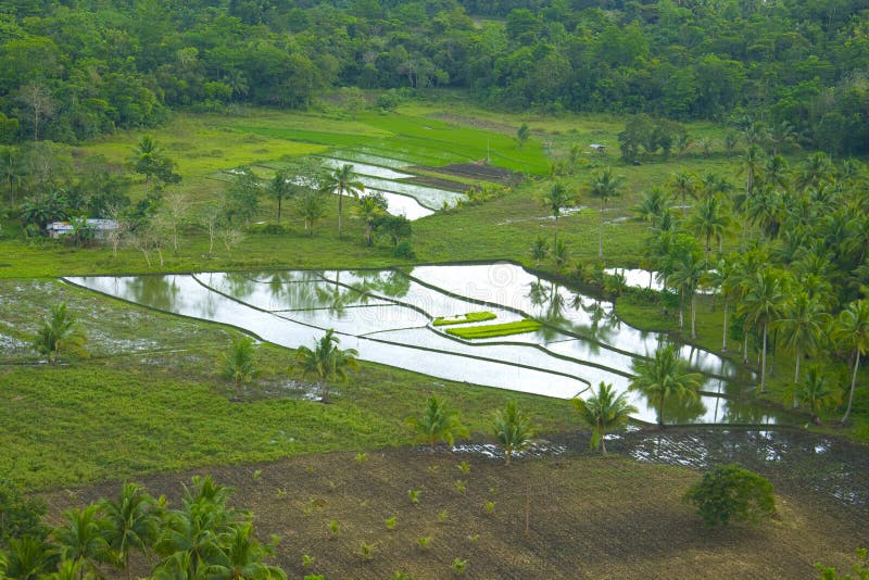 The Rice Fields in the Lowlands of the Philippines Stock Photo - Image ...