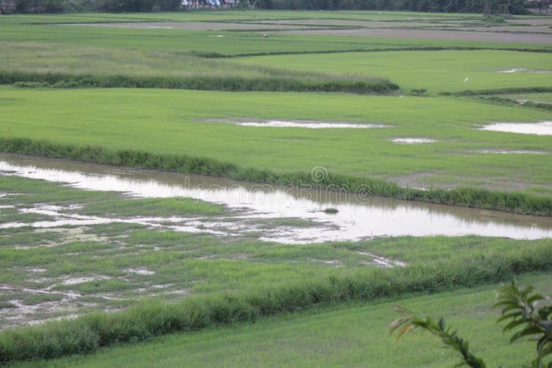 Rice fields stock image. Image of field, beauty, morning - 100562069
