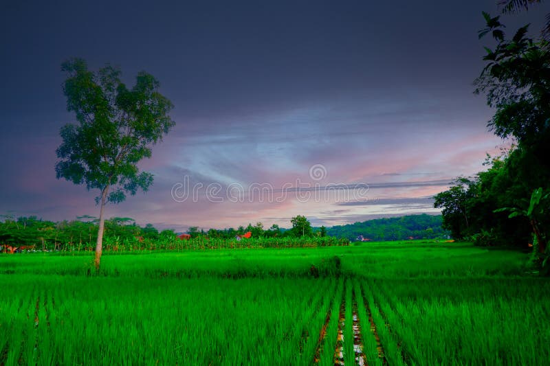 Rice Fields with Mega Cloudy Skies Stock Photo - Image of mega, plain ...