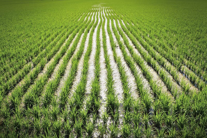 Rice fields are a mess stock image. Image of fresh, light - 89533465