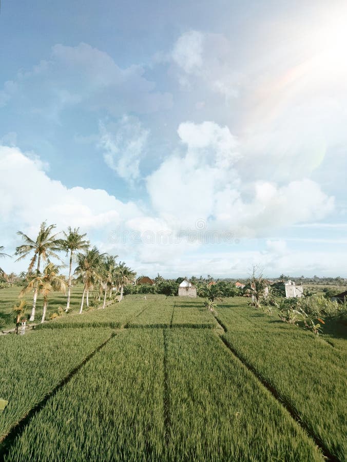 Rice fields in the morning stock image. Image of hill - 268789425