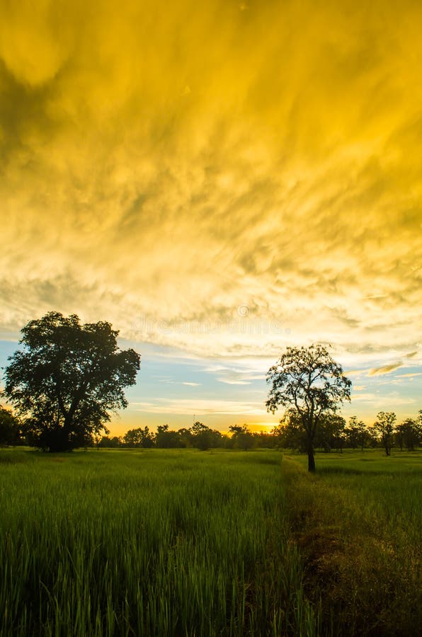 Rice fields in the morning stock photo. Image of yellow - 46329408