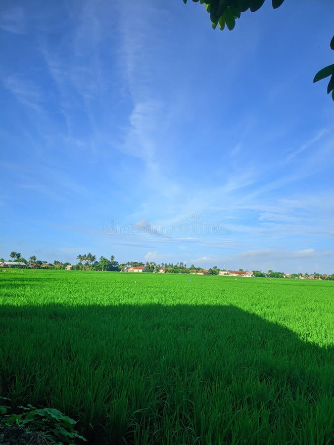 Rice Fields in the Morning before Noon Stock Image - Image of village ...