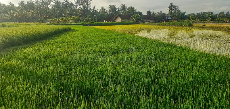 Rice fields in the morning stock image. Image of rice - 361089505