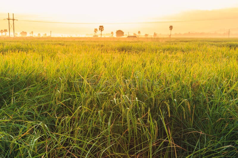 Rice Fields with the Morning Sun Stock Photo - Image of outdoor ...