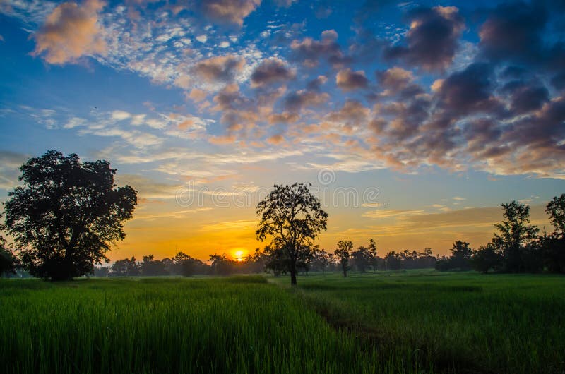 Rice fields in the morning stock photo. Image of meadow - 45125878