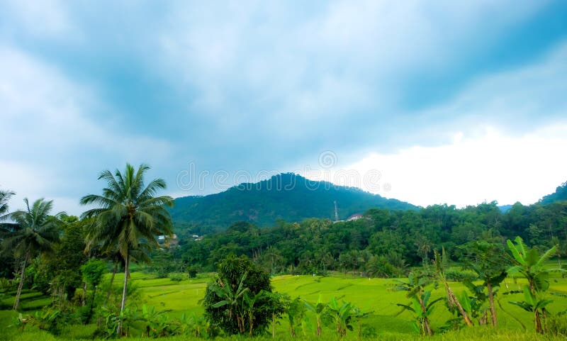 Rice Fields and the Mounrain. Sumedang West Java Indonesia Stock Photo ...