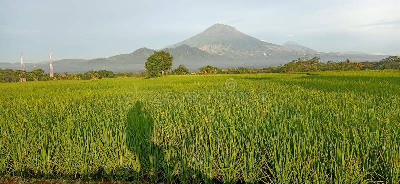 Rice Fields and the Mountain Stock Image - Image of nature, mountain ...