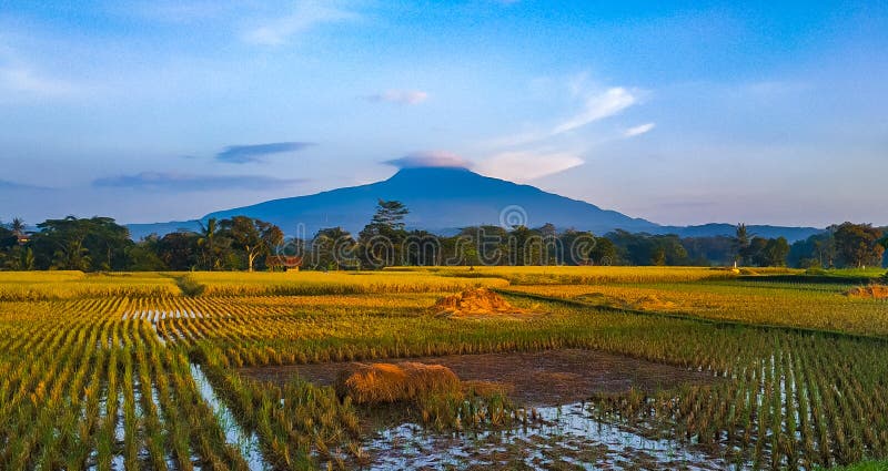 Rice fields and mountain stock photo. Image of morning - 216362084