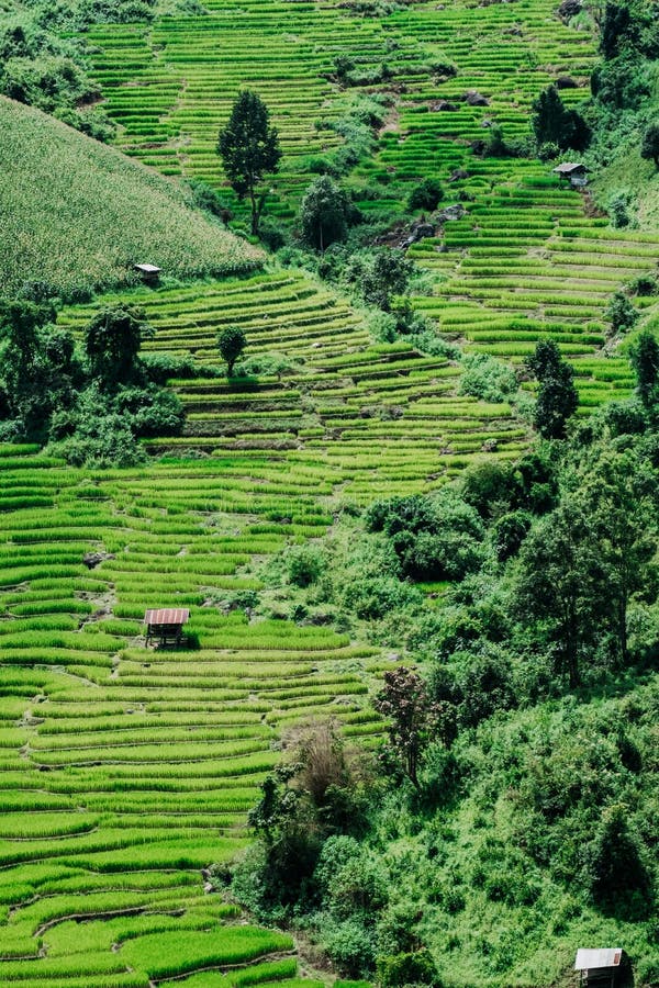 Rice Fields on the Mountain with Beautiful View Stock Image - Image of ...