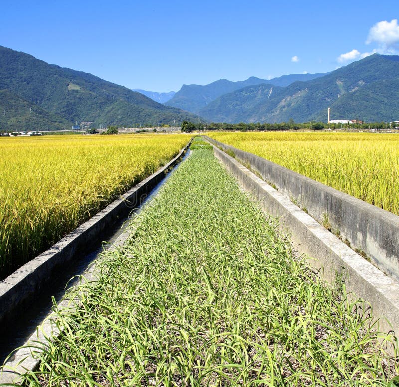 Rice fields and mountain stock image. Image of crop, asia - 64723825