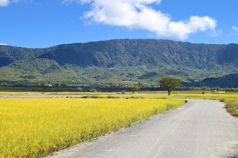 Rice fields and mountain stock image. Image of outdoors - 64726115