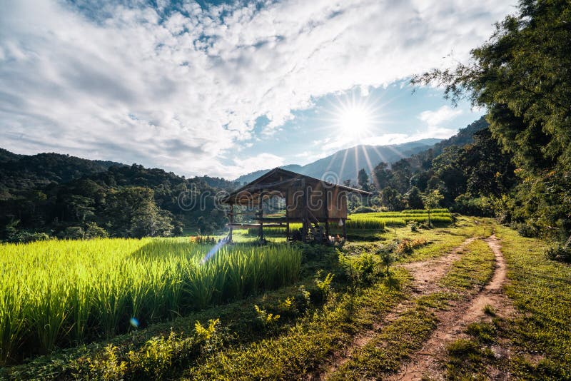 Rice Fields on the Mountain in the Evening Stock Image - Image of ...