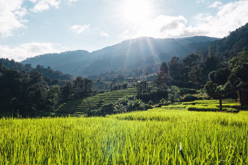 Rice Fields on the Mountain in the Evening Stock Photo - Image of farm ...