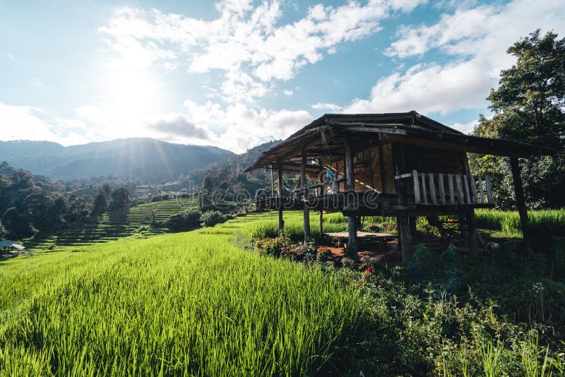 Rice Fields on the Mountain in the Evening Stock Image - Image of ...