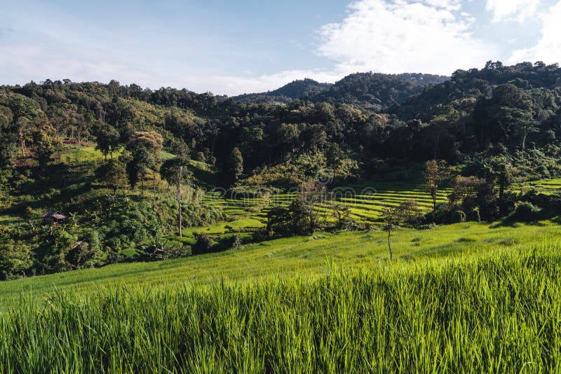 Rice Fields on the Mountain in the Evening Stock Photo - Image of view ...