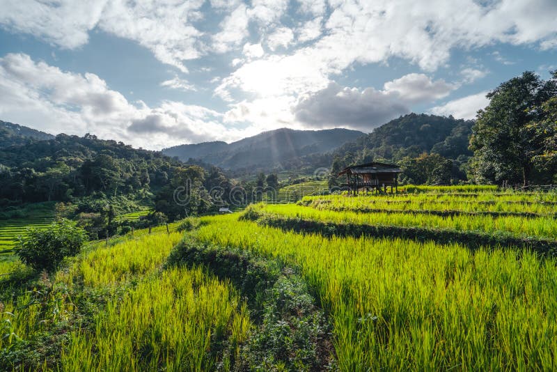 Rice Fields on the Mountain in the Evening Stock Photo - Image of ...