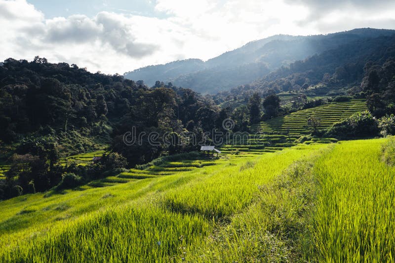 Rice Fields on the Mountain in the Evening Stock Image - Image of ...