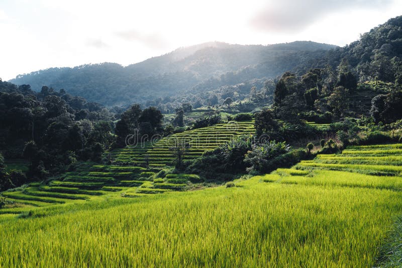 Rice Fields on the Mountain in the Evening Stock Image - Image of ...