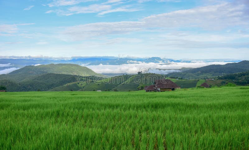 Rice Fields on the Mountain Stock Photo - Image of fields, mountain ...