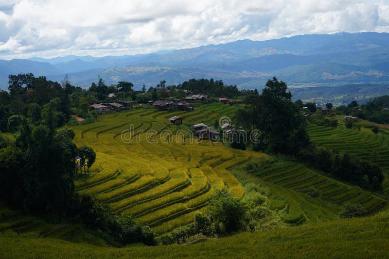 Rice Fields on the Mountain Karen Rice Fields in Thailand Stock Image ...