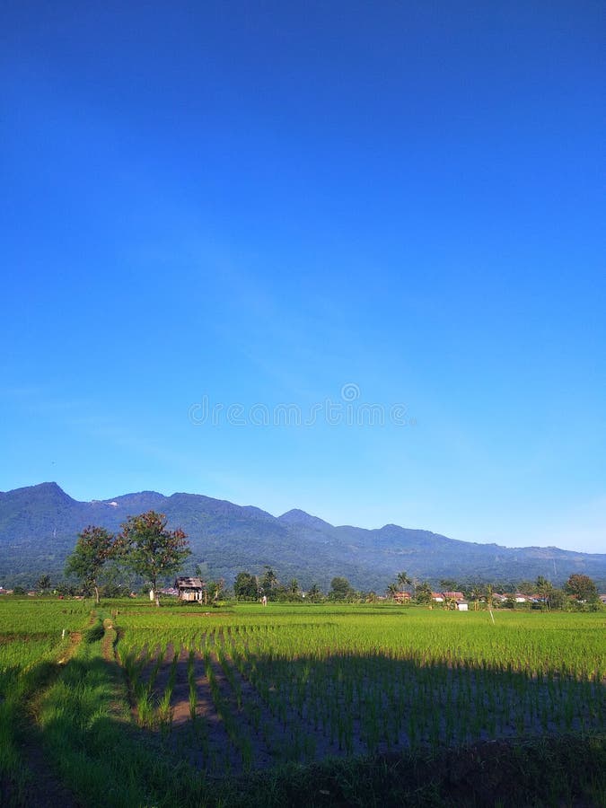 Rice Fields Mountain with the Morning Views Stock Photo - Image of ...