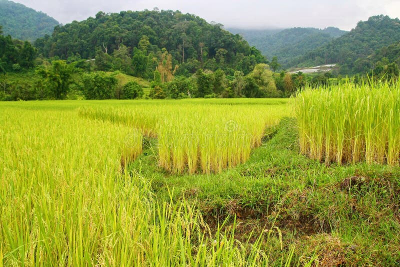 Rice Fields and Mountain Range, Thailand Stock Photo - Image of asia ...