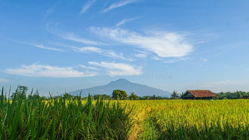 Rice fields and mountain stock image. Image of moun - 216723723