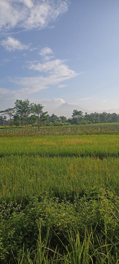 Rice Fields with Mountain stock photo. Image of ricefields - 227454094