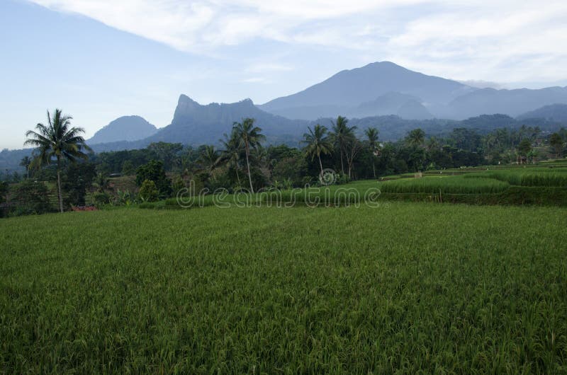 Rice fields and mountain stock image. Image of scenic - 85821335