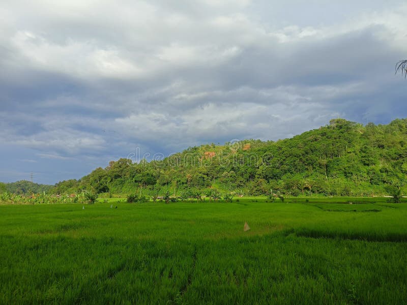 Rice Fields and Mountains in Bogor Regency,indonesia Stock Image ...