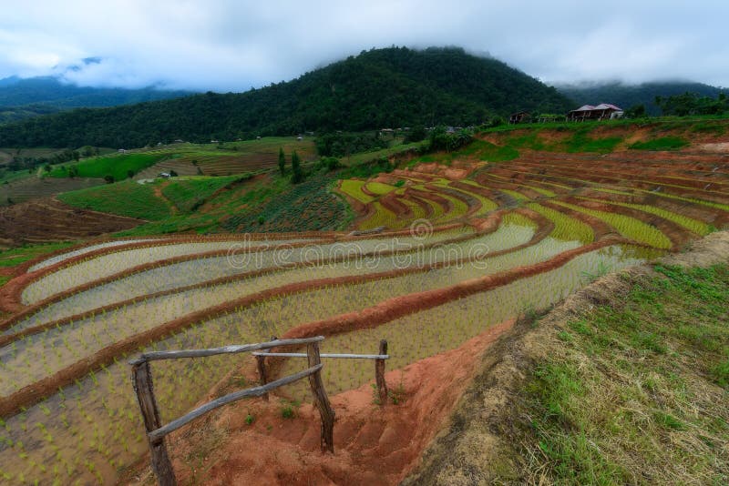 Rice Fields in the Thailand. Stock Image - Image of grass, plant: 227006973