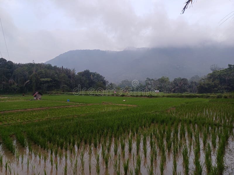 Rice fields and mountains stock image. Image of foot - 300380367