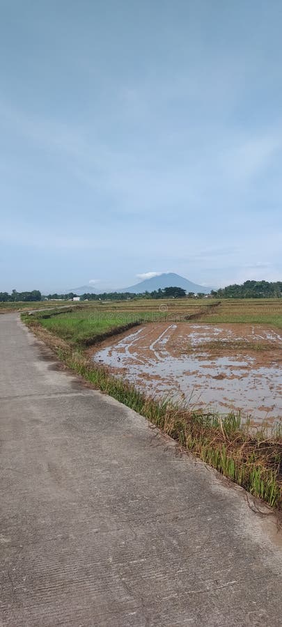 Rice Fields and Mountains Give a Lot of Life in the World. Stock Photo ...
