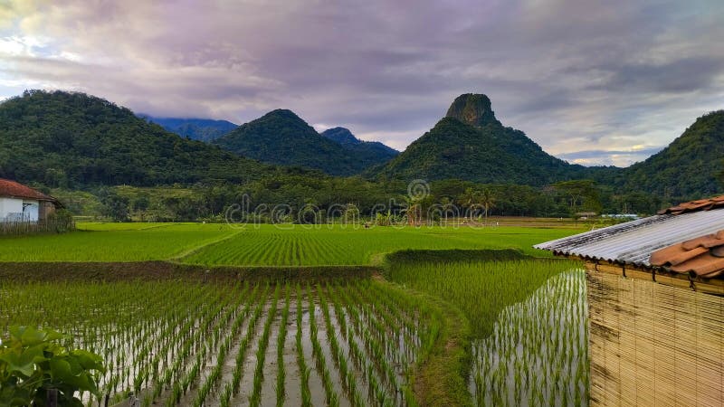 Rice Fields and Mountains that Lay Stock Image - Image of agriculture ...