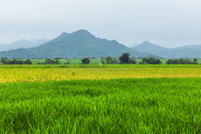 Rice fields and mountains stock photo. Image of tropical - 101687944