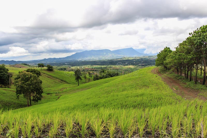Upland Rice Farming In Thailand. Stock Photo - Image of field, farmland ...
