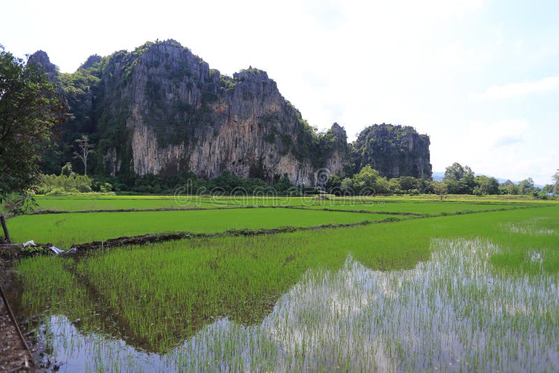 Rice fields and mountains stock image. Image of land - 81448229