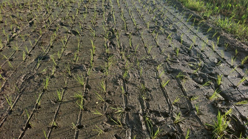The Rice Fields are Muddy with Lines and Cracks Stock Photo - Image of ...