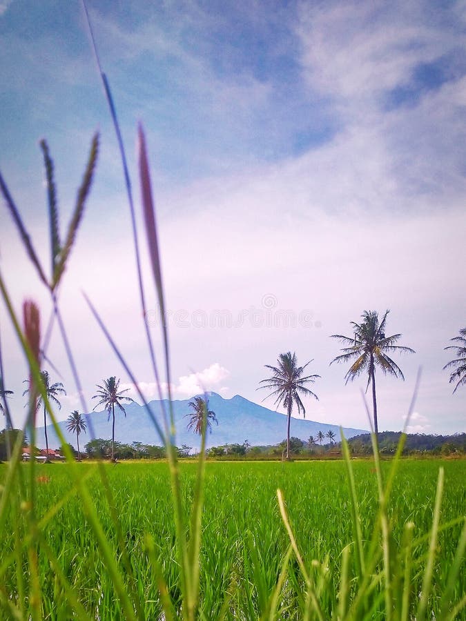 Rice fields in my village stock photo. Image of tree - 221915896