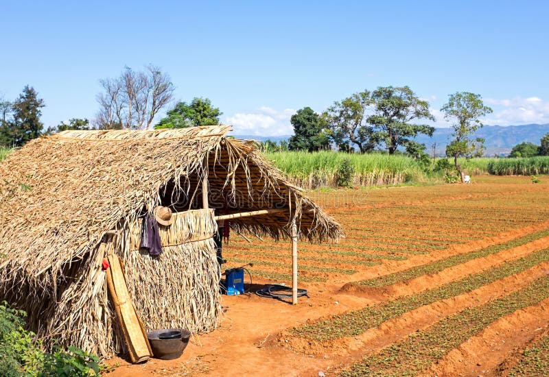 Rice fields in Myanmar stock image. Image of myanmar - 66638763