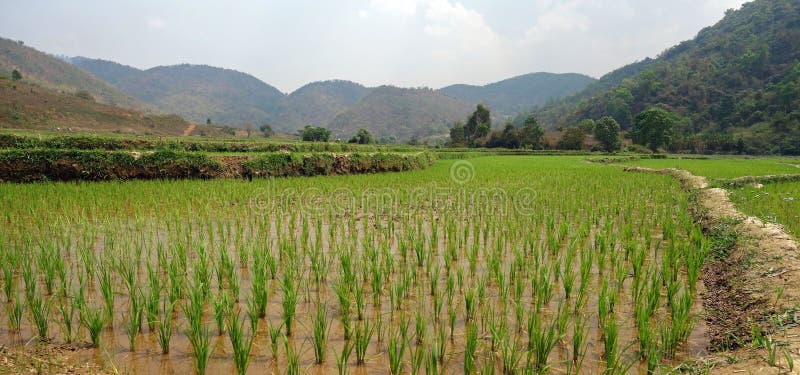 Rice fields in myanmar stock photo. Image of nature, curve - 79587446