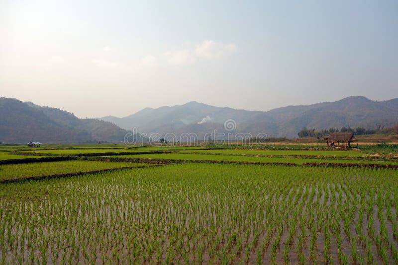 Rice fields in myanmar stock photo. Image of field, ecology - 79588450