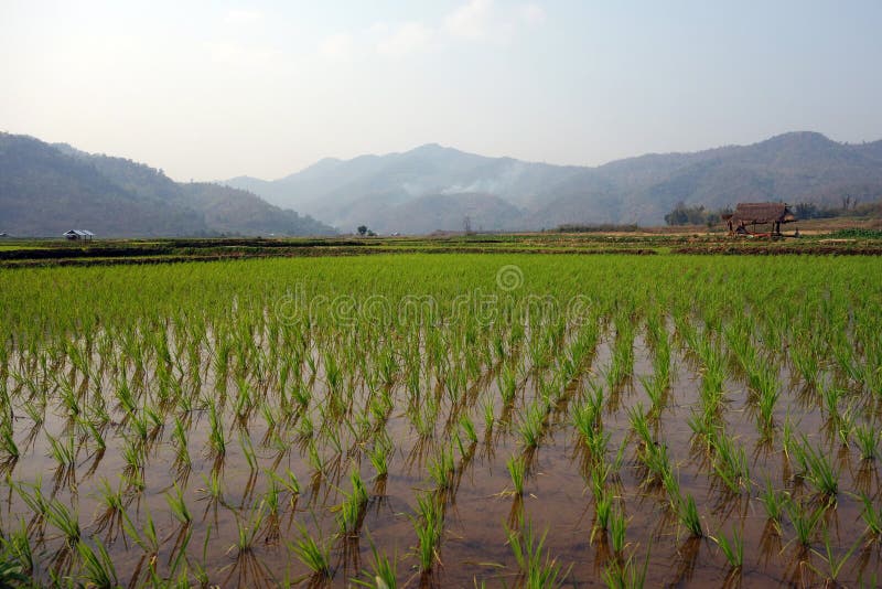 Rice fields in myanmar stock photo. Image of nature, curve - 79587446