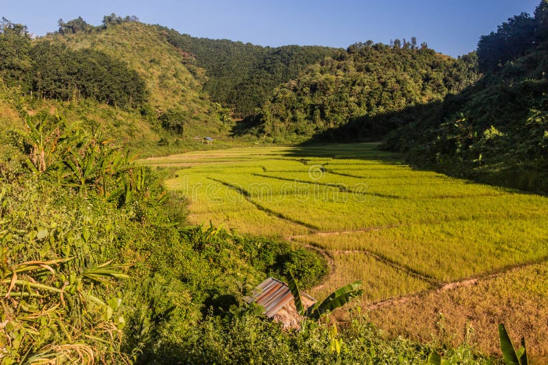 Rice Fields in Nam Ha National Protected Area, La Stock Image - Image ...