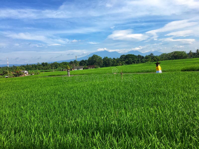 Rice fields stock photo. Image of montain, view, fields - 212013546