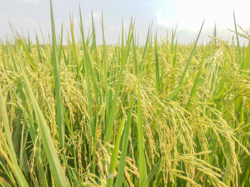 Rice Fields Near Harvest Colors. Stock Image - Image of countryside ...