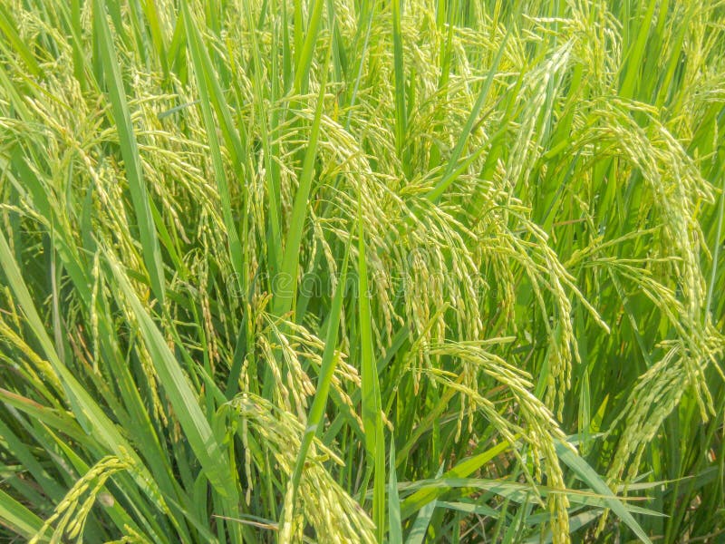 Rice colors stock image. Image of farming, biology, asian - 2502229